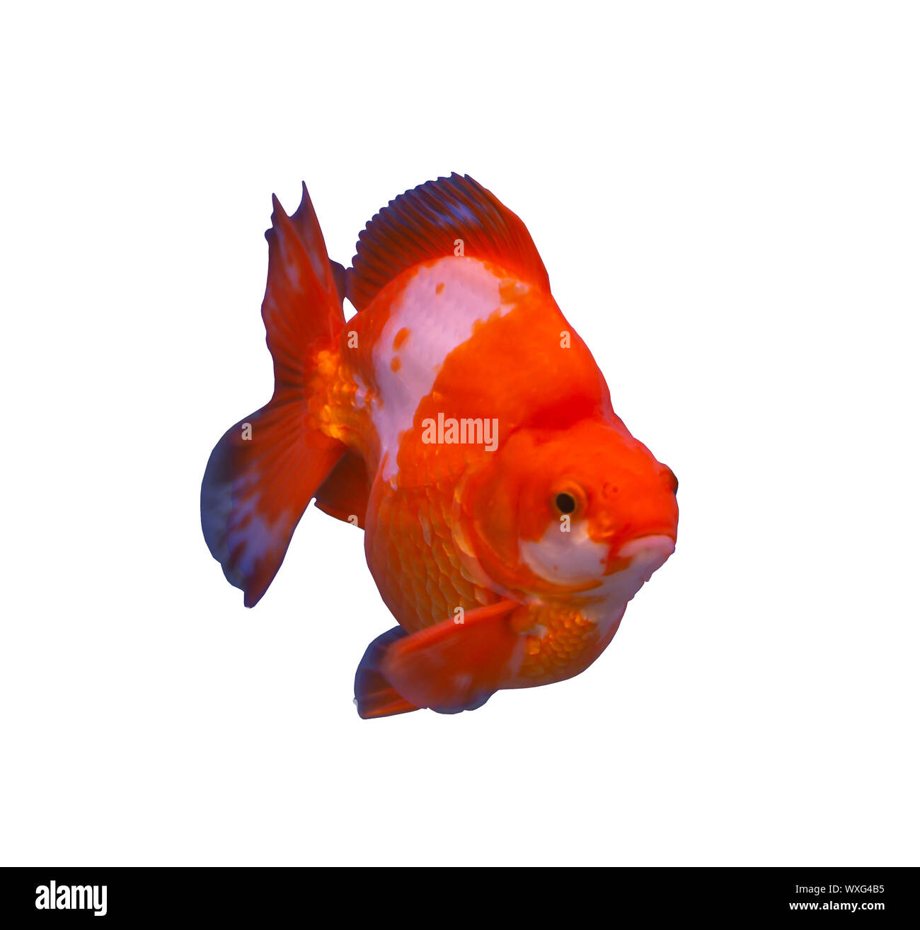 Beau poisson rouge ryukin Banque d'images détourées - Alamy