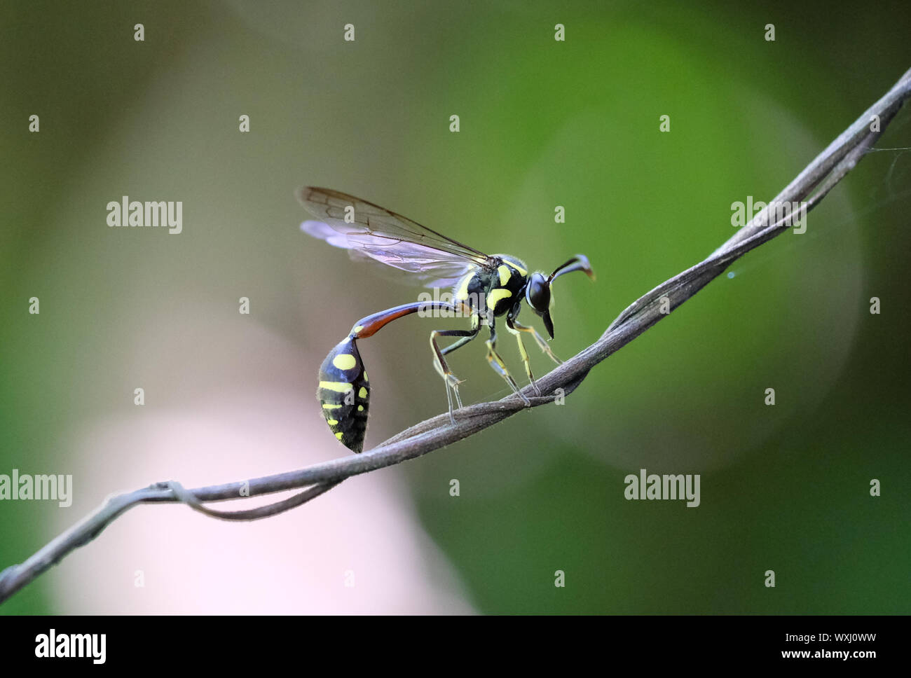 Bande verte Banque de photographies et d’images à haute résolution - Alamy