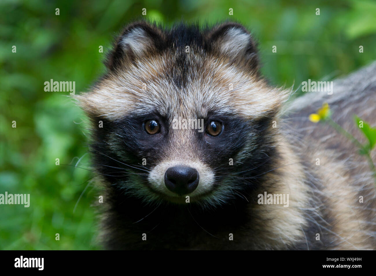 Le chien viverrin (Nyctereutes procyonoides). Portrait d'adulte ...