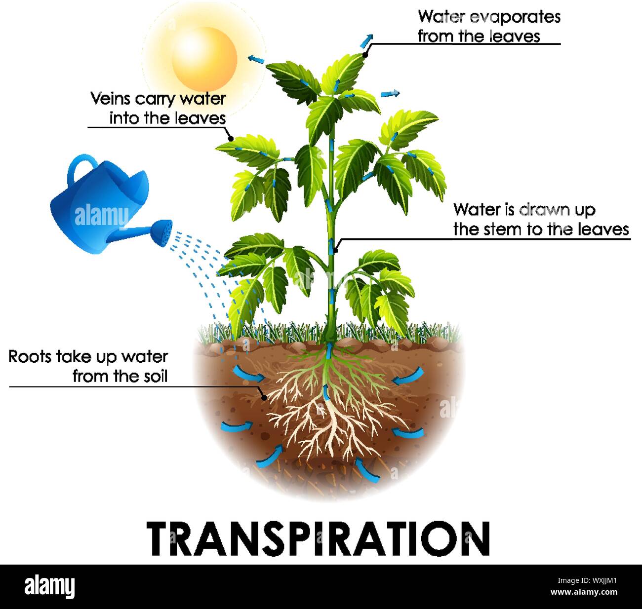 Schéma montrant la transpiration avec des eaux d'illustration Image ...