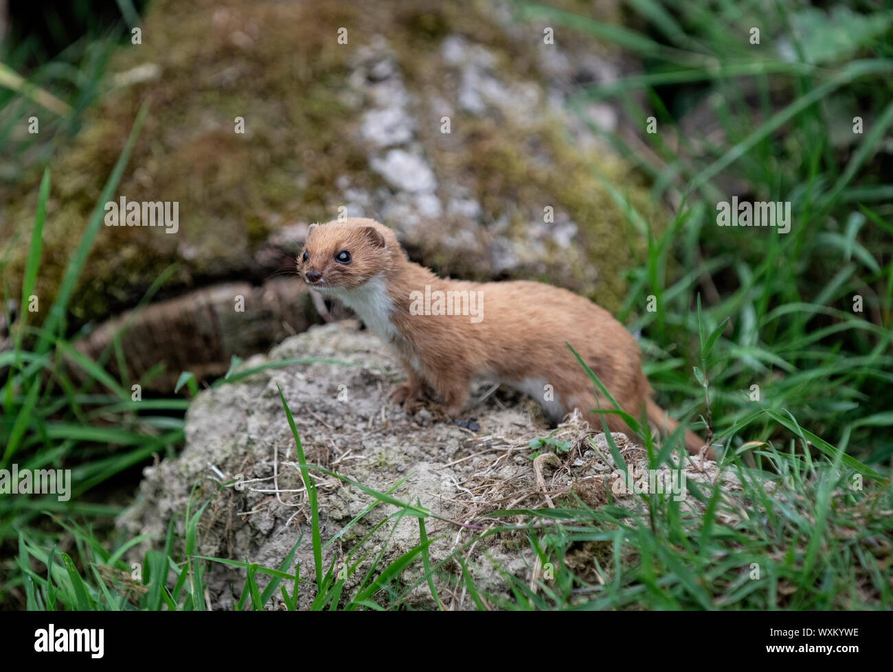 Belette animal Banque de photographies et d’images à haute résolution ...