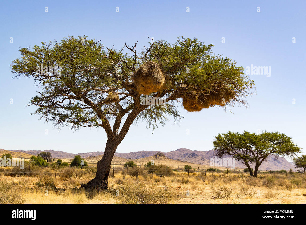 Birds nest in namibia Banque de photographies et d’images à haute ...