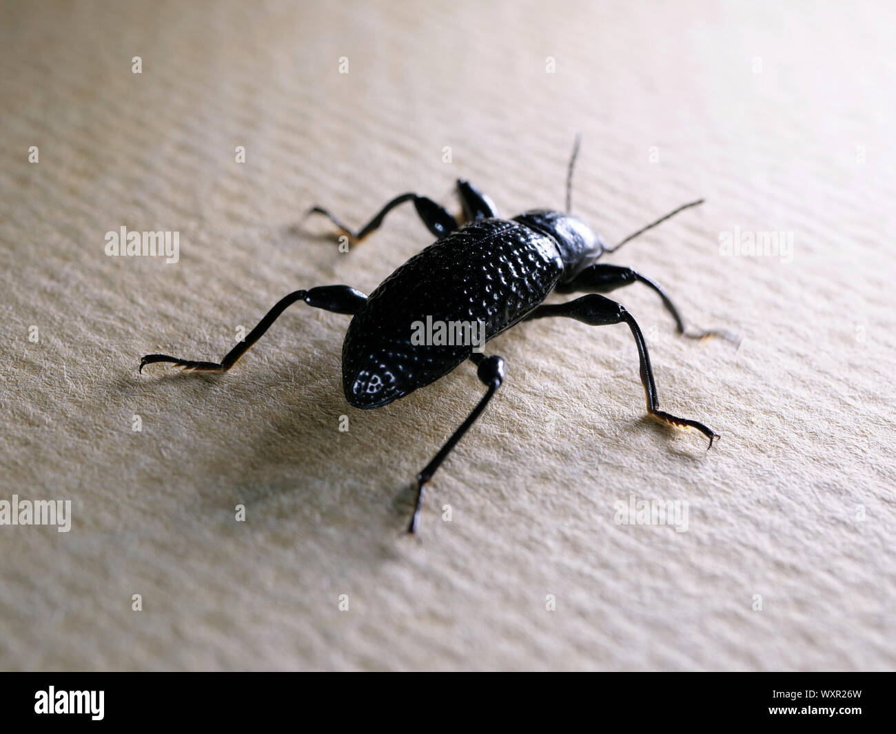 Insectes rampant qui pique Banque de photographies et d’images à haute ...