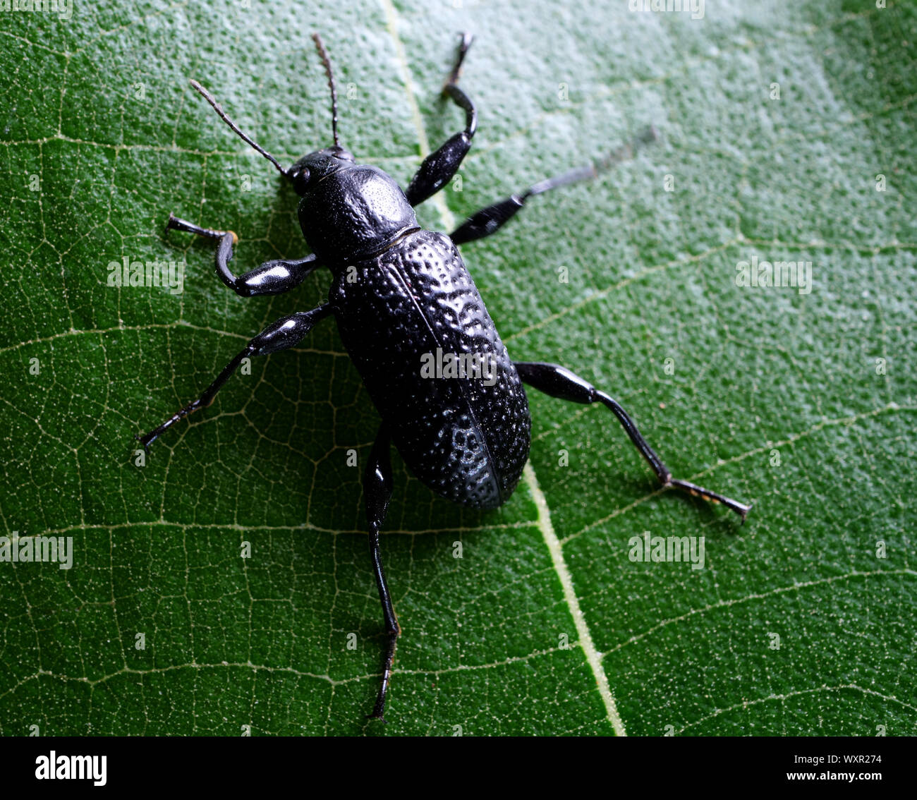 Insectes rampant qui pique Banque de photographies et d’images à haute ...