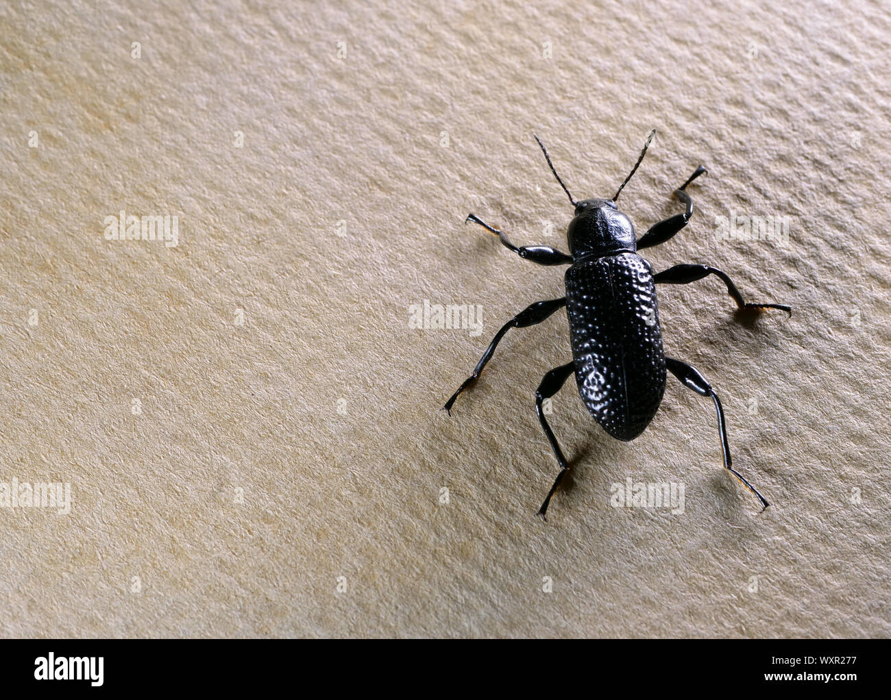 Insectes rampant qui pique Banque de photographies et d’images à haute ...