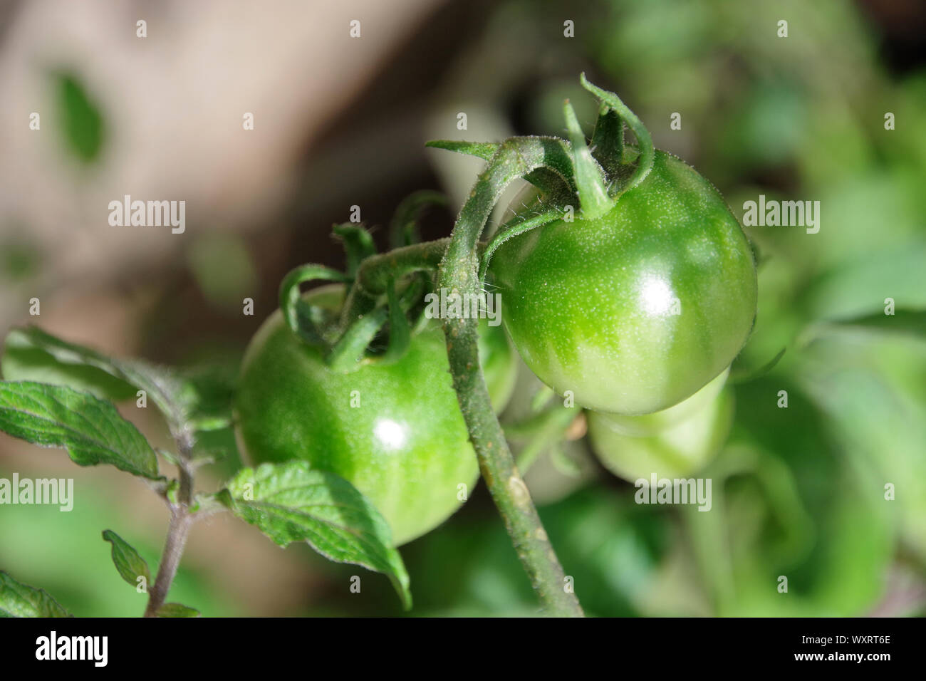 Cerise verte Banque de photographies et d’images à haute résolution - Alamy