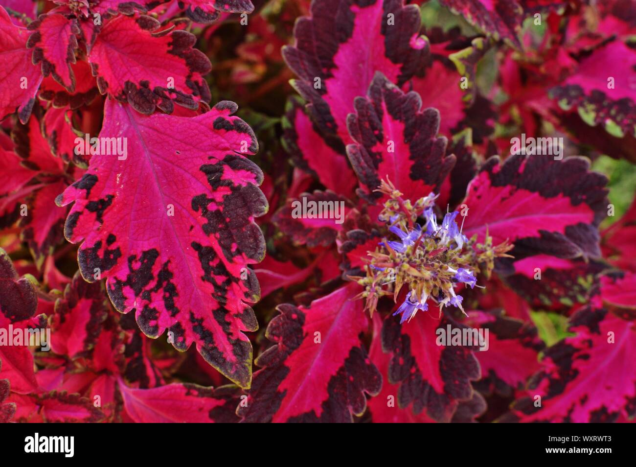 Coleus plants Banque de photographies et d’images à haute résolution ...
