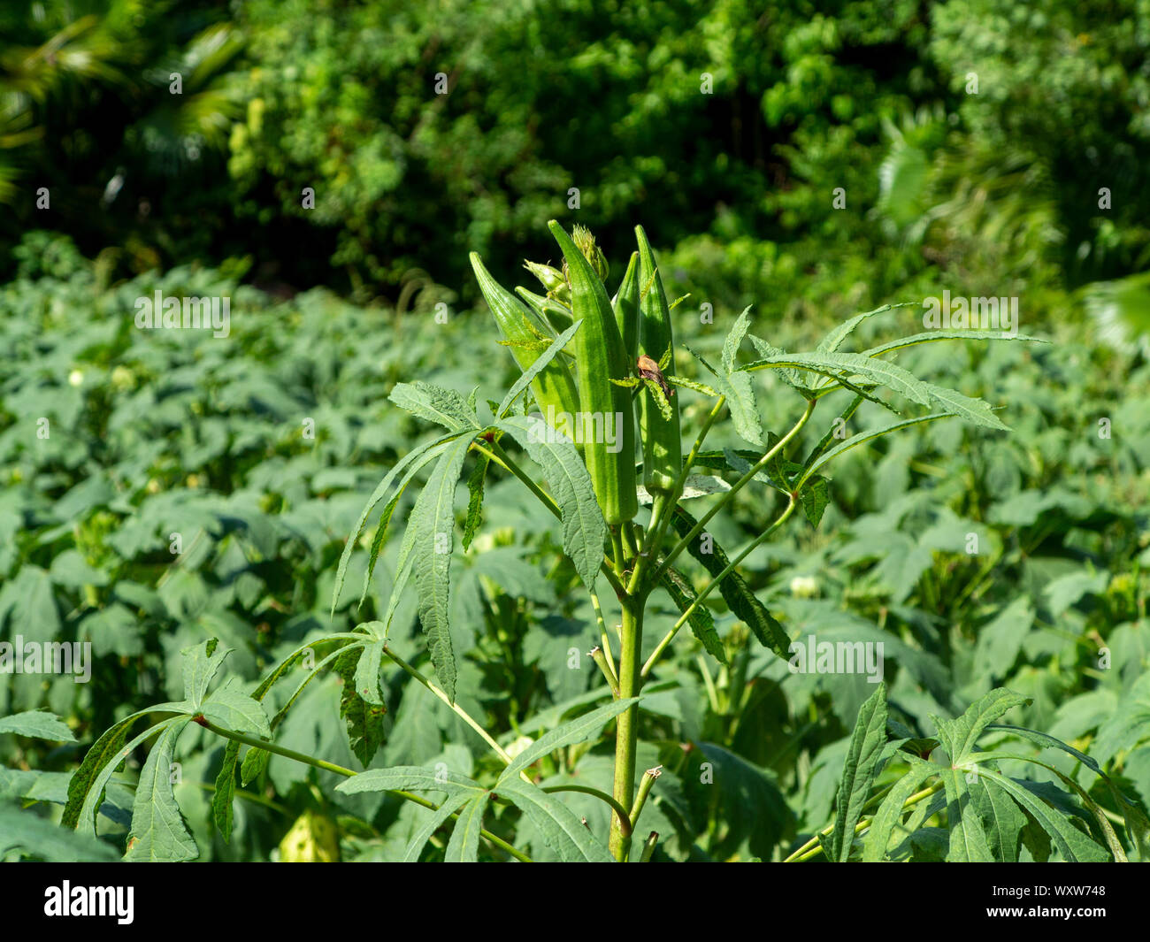 Plante de gombo Banque de photographies et d’images à haute résolution ...