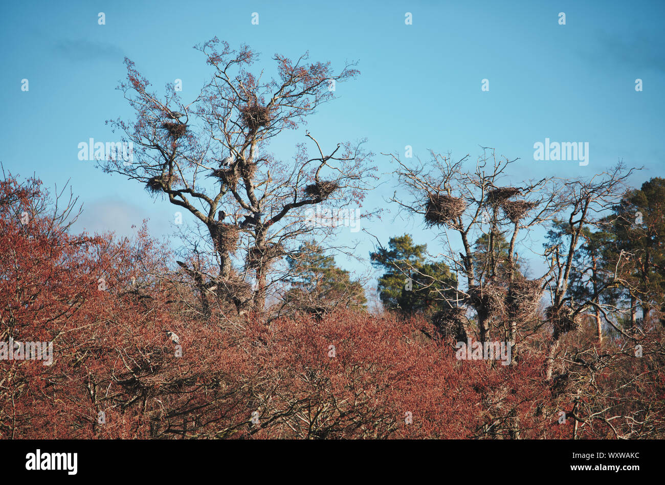 Des nids d'oiseaux dans des arbres Banque de photographies et d’images ...