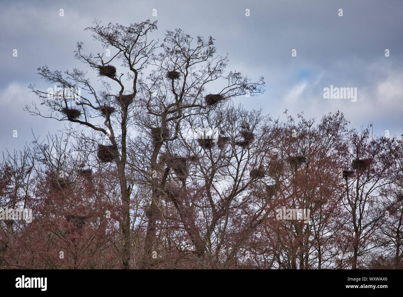 Des nids d'oiseaux dans des arbres Banque de photographies et d’images ...