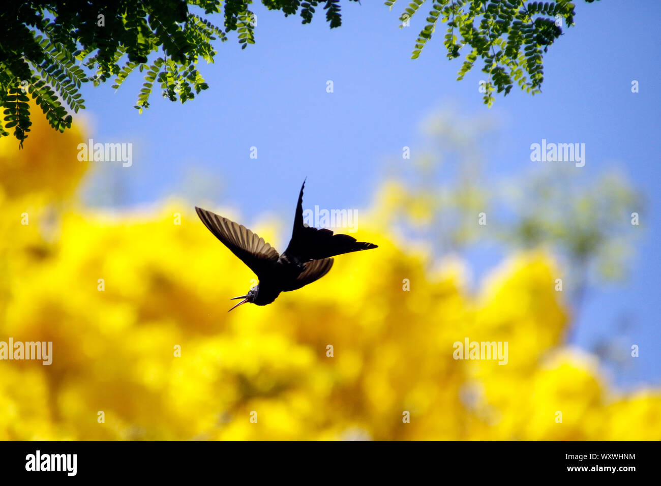 Arbre volant Banque de photographies et d’images à haute résolution - Alamy
