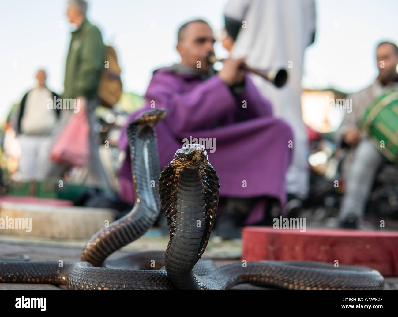 Marrakech, Maroc - 15 jan 2019 : charmeur de serpent à la place Jemaa ...