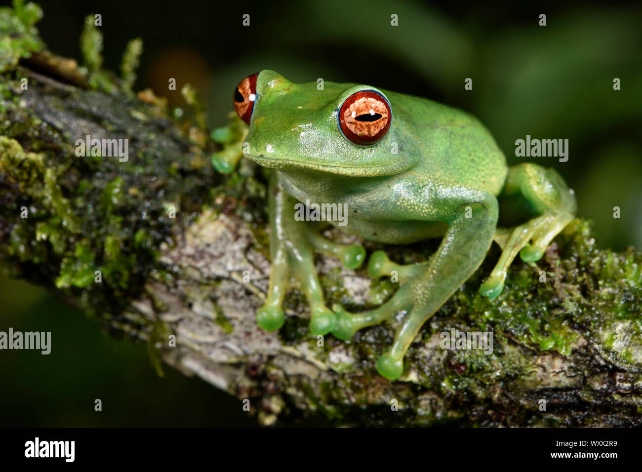 Ankafana grenouille aux yeux brillants Banque de photographies et d ...