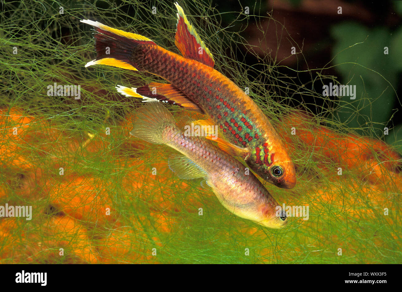 Cap lopez Banque de photographies et d’images à haute résolution - Alamy