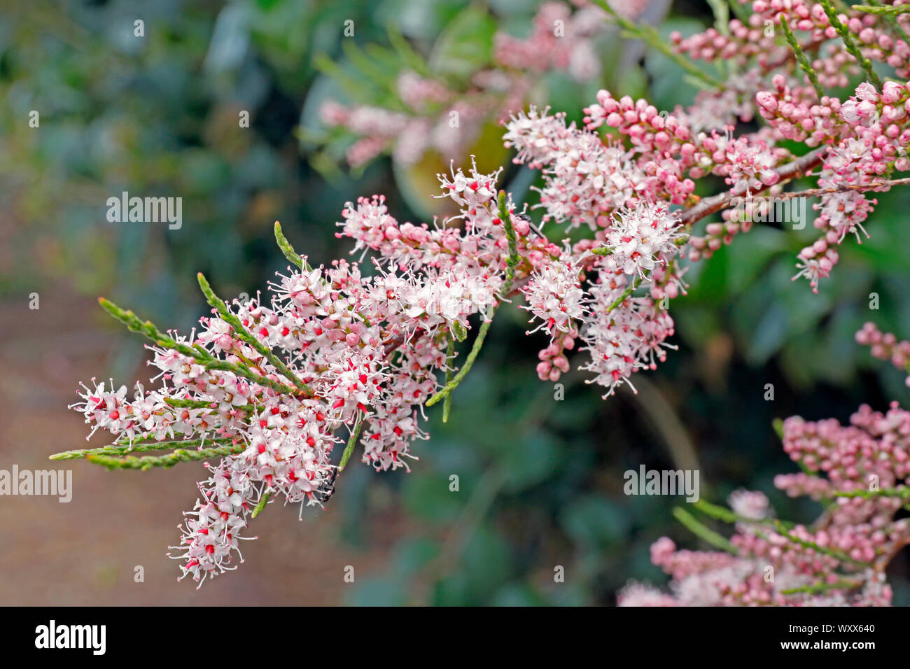 Inflorescence De Tamaris Tamarix Sp Banque d'image et photos - Alamy