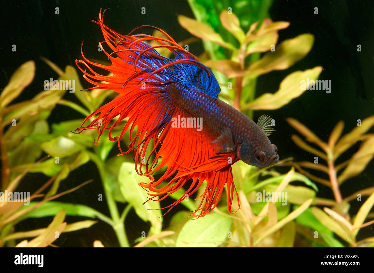 Poisson de combat siamois betta splendens Banque de photographies et d ...