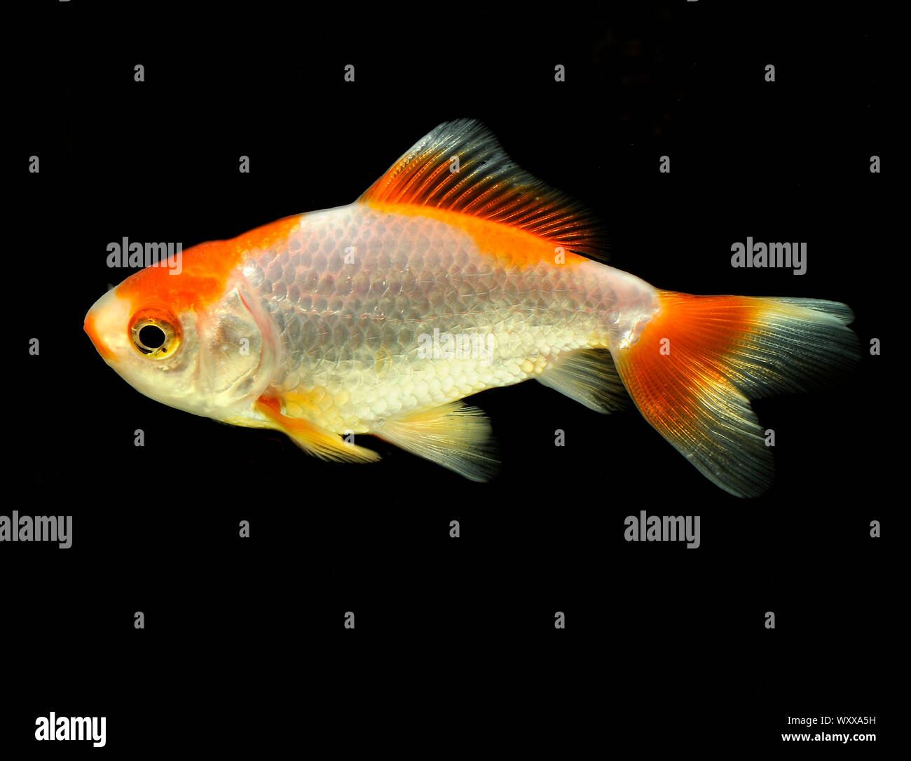 Carassin carassius carassius Banque de photographies et d’images à ...