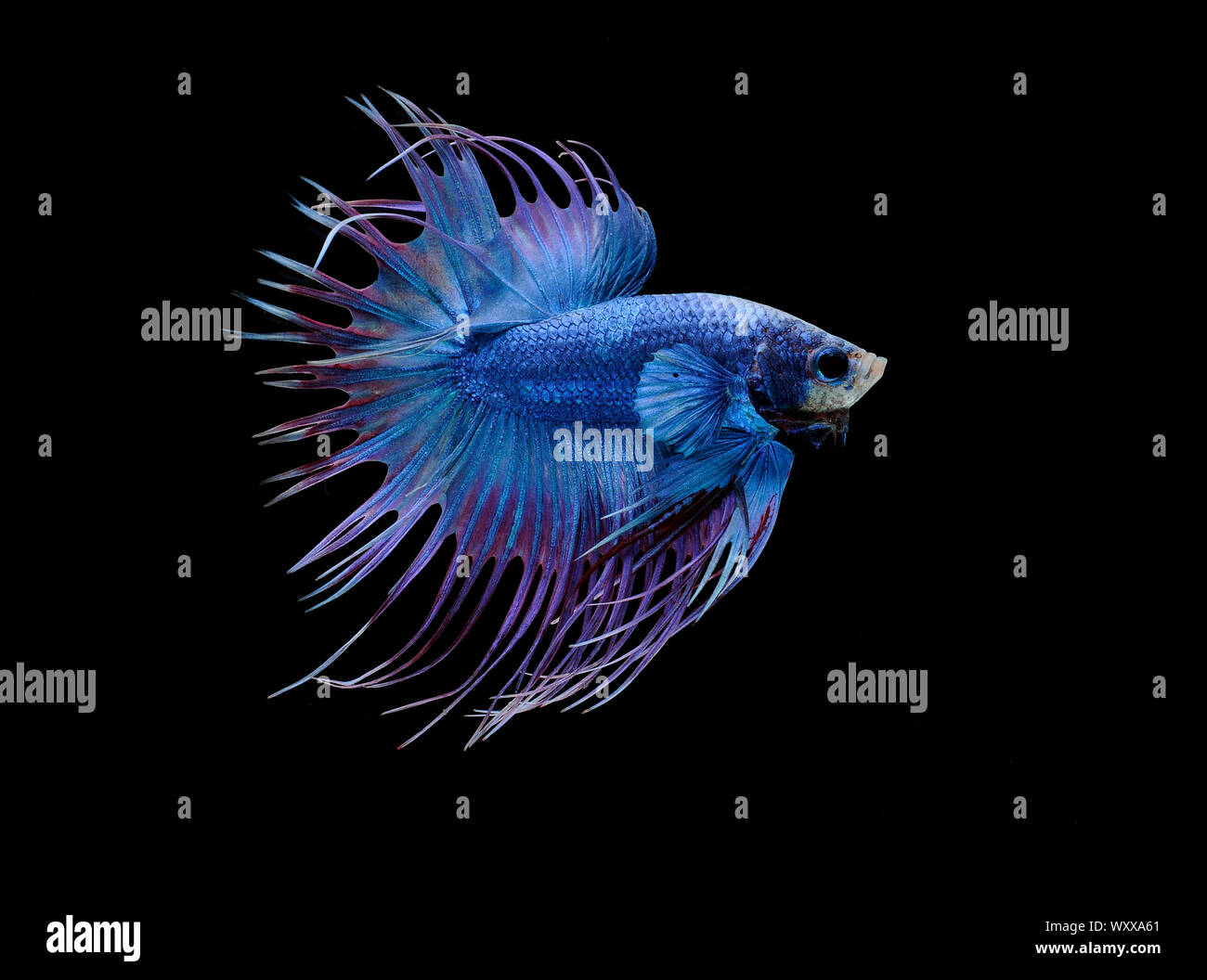 Poisson de combat siamois betta splendens Banque de photographies et d ...