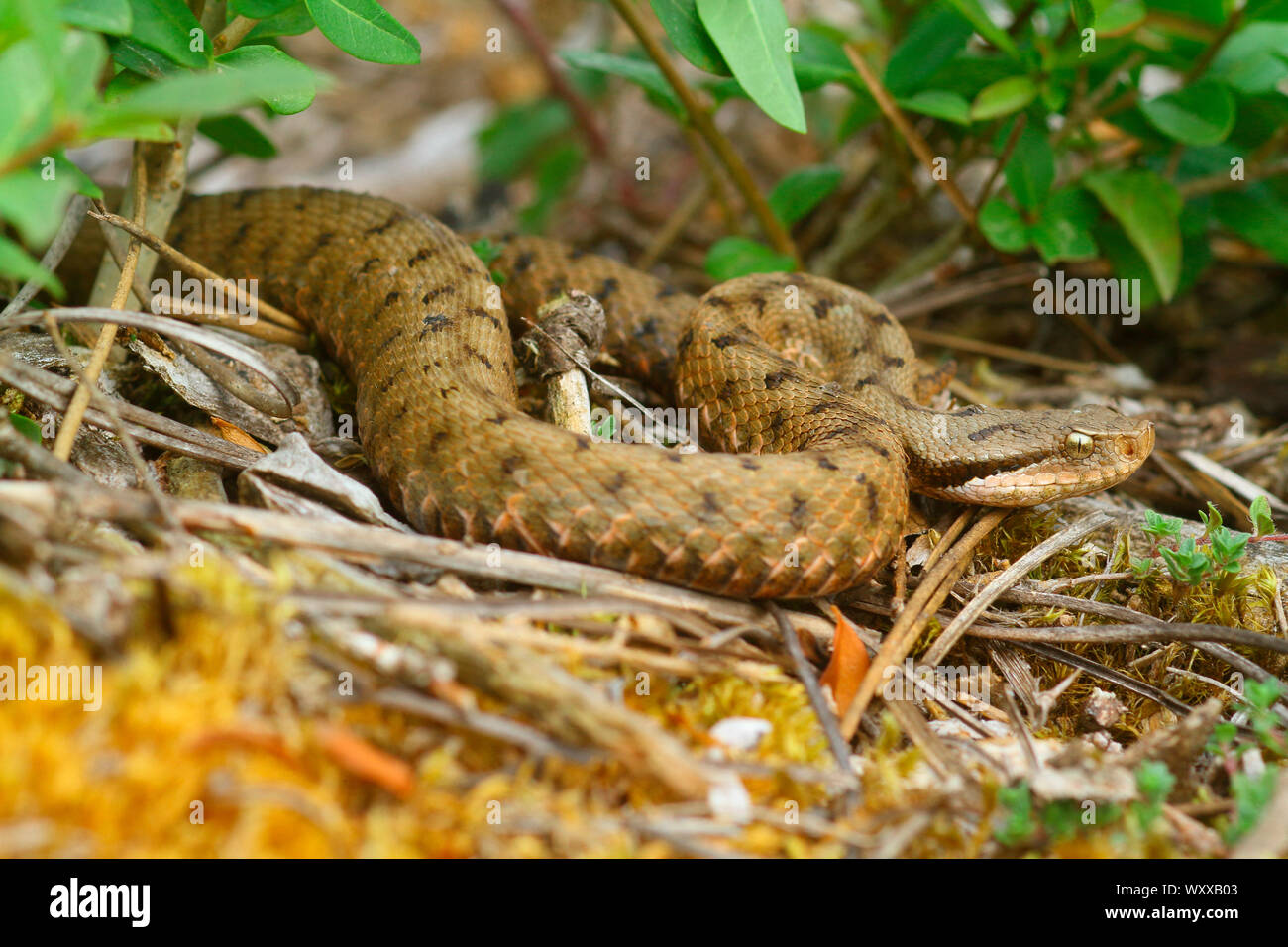Aspis vipera Banque de photographies et d’images à haute résolution - Alamy