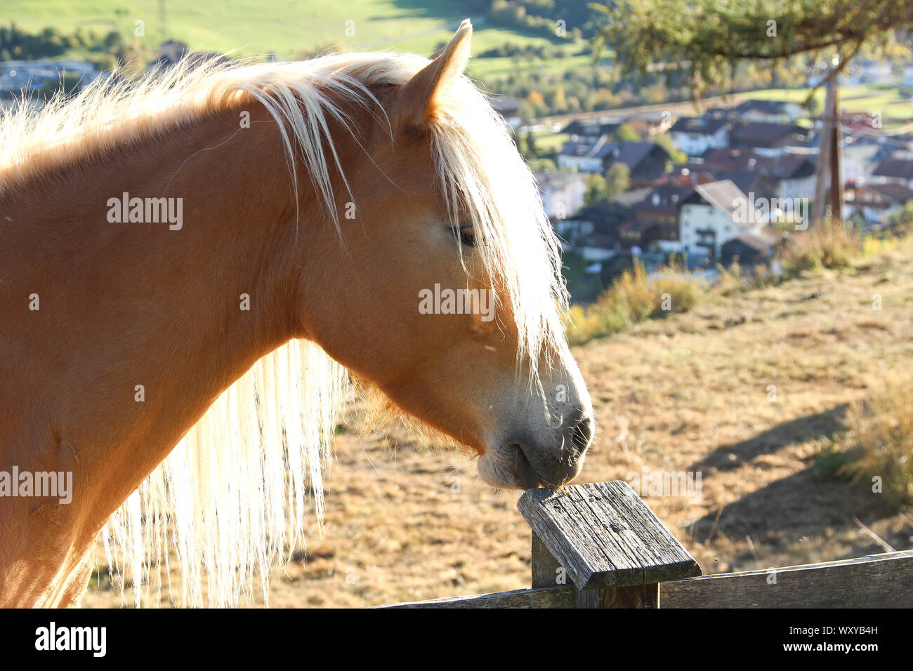 Haflinger cheval portrait Banque de photographies et d’images à haute ...