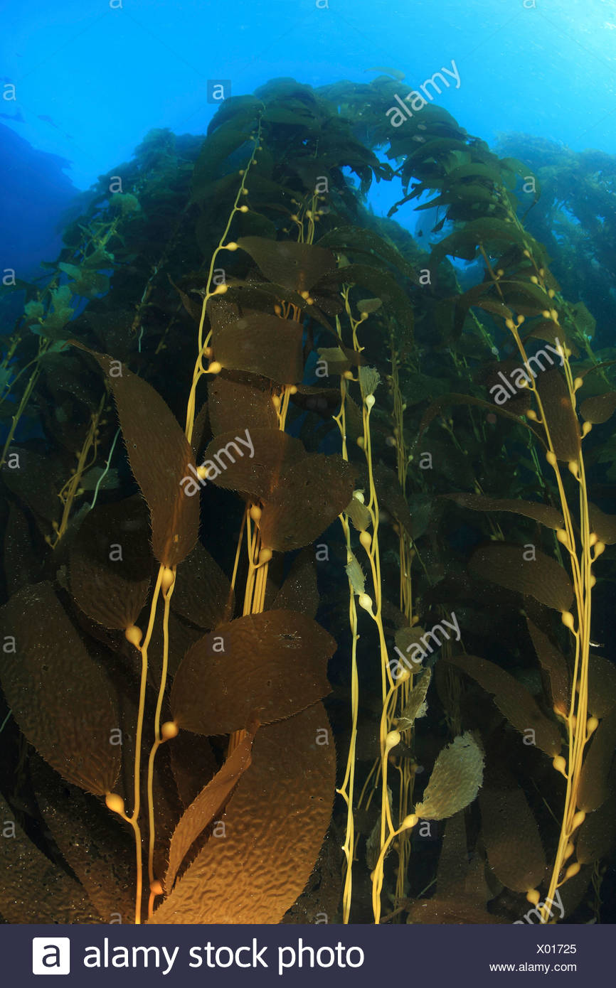 Varech Brun Banque d'image et photos - Alamy