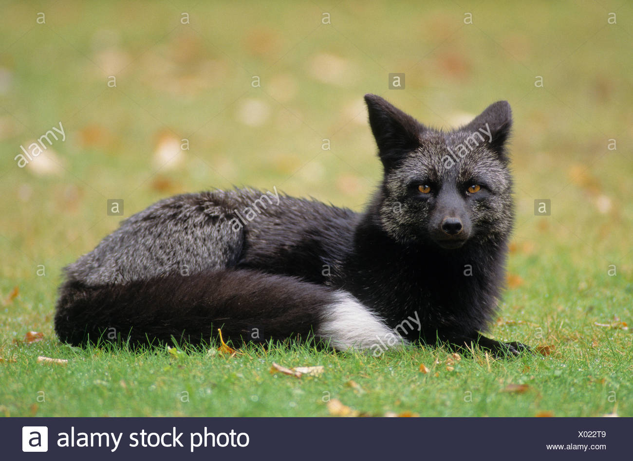 Queue De Renard Banque d'image et photos - Alamy
