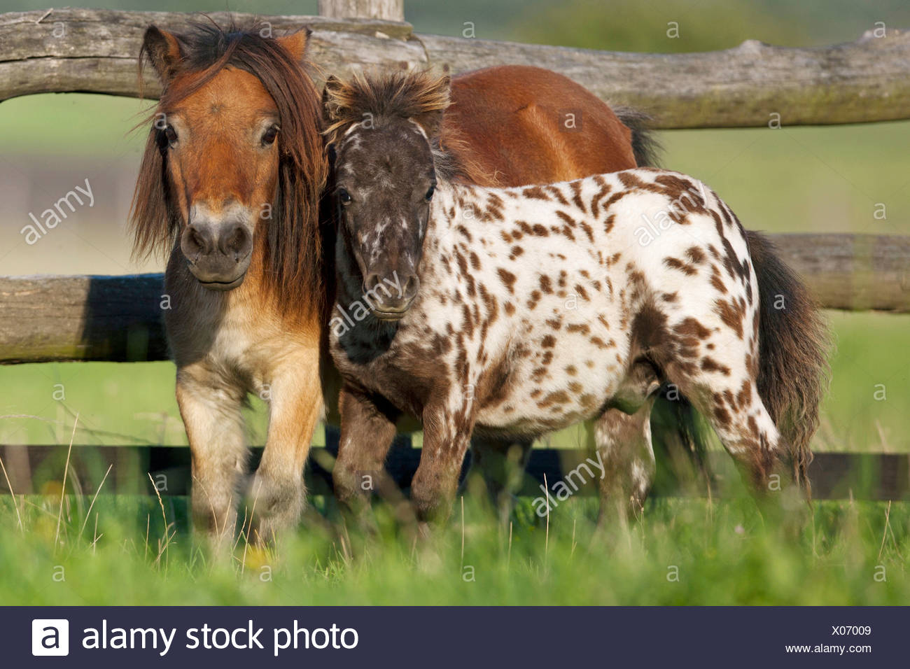 Cheval Falabella Banque d'image et photos - Alamy