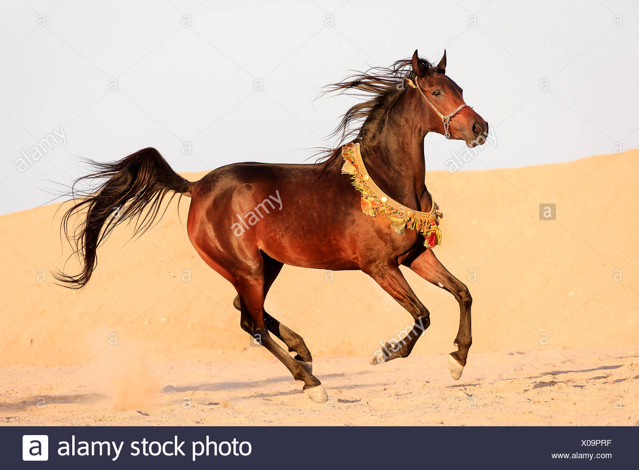 Arabian Horse Traditional Arabian Tack Banque d'image et photos - Alamy