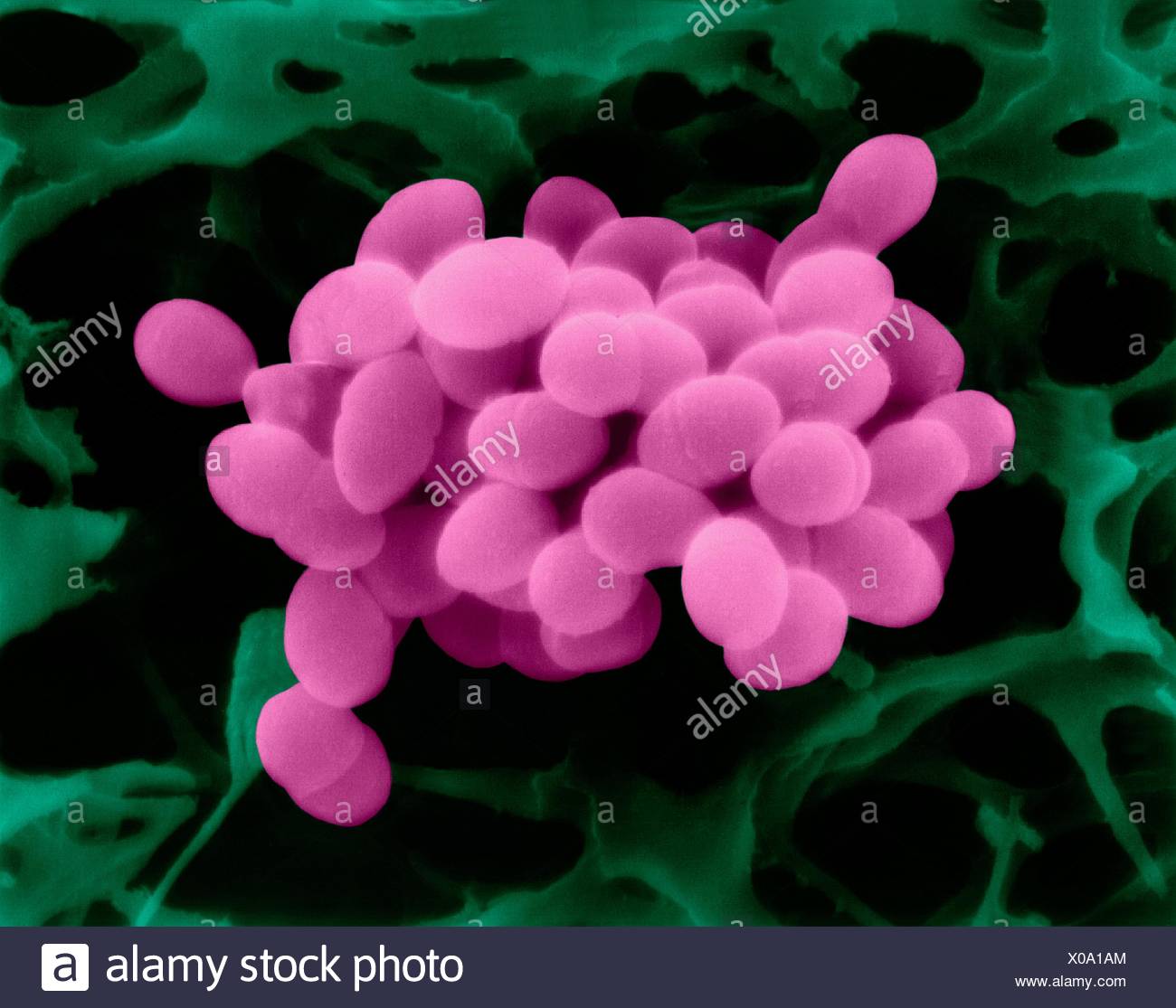 Enterococcus Faecalis Banque d'image et photos - Alamy