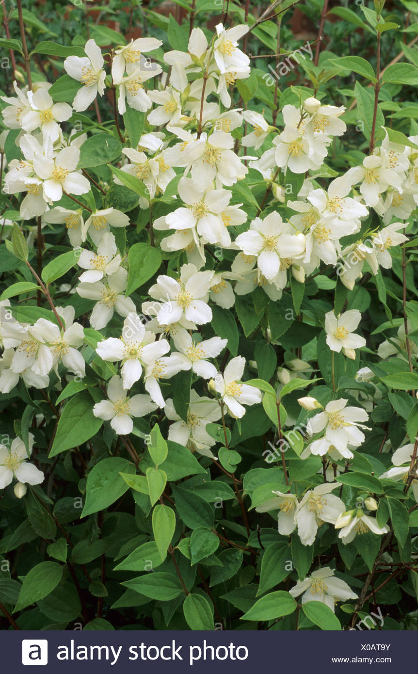 Philadelphus Erectus Banque d'image et photos - Alamy