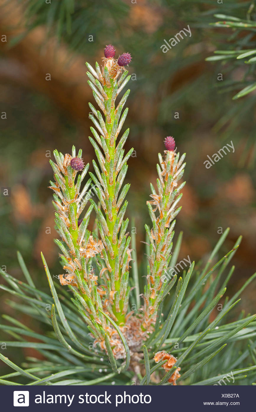Branches De Pin Sylvestre Banque d'image et photos - Alamy