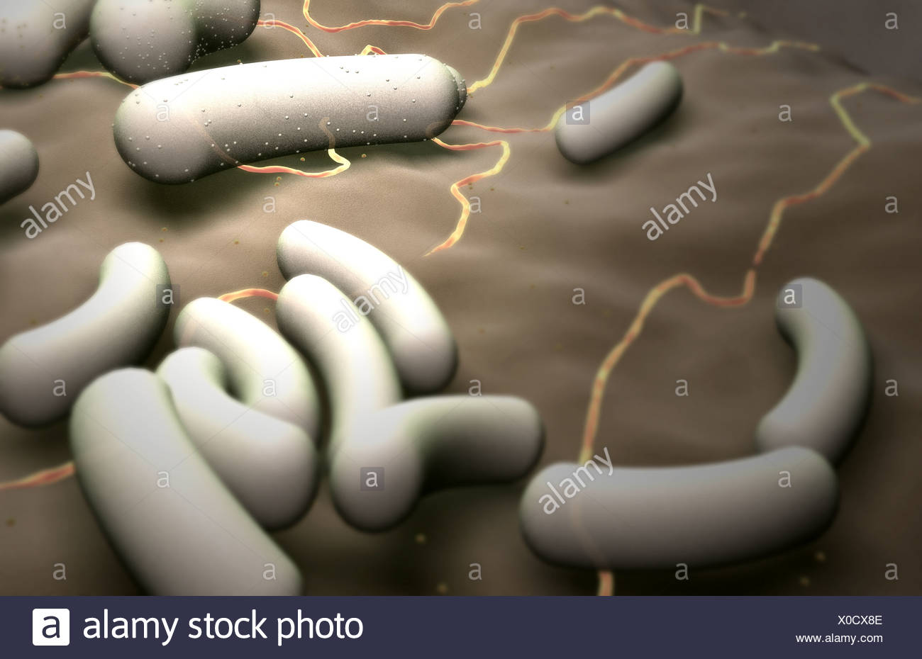 Bactérie E Coli Banque d'image et photos - Alamy
