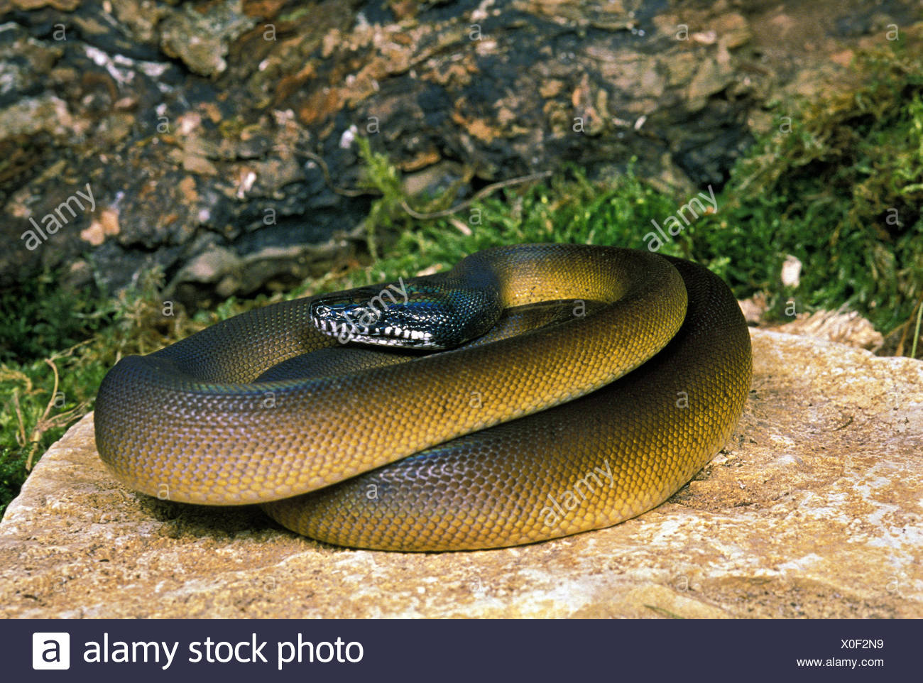 Leiopython Albertisii Banque d'image et photos - Alamy