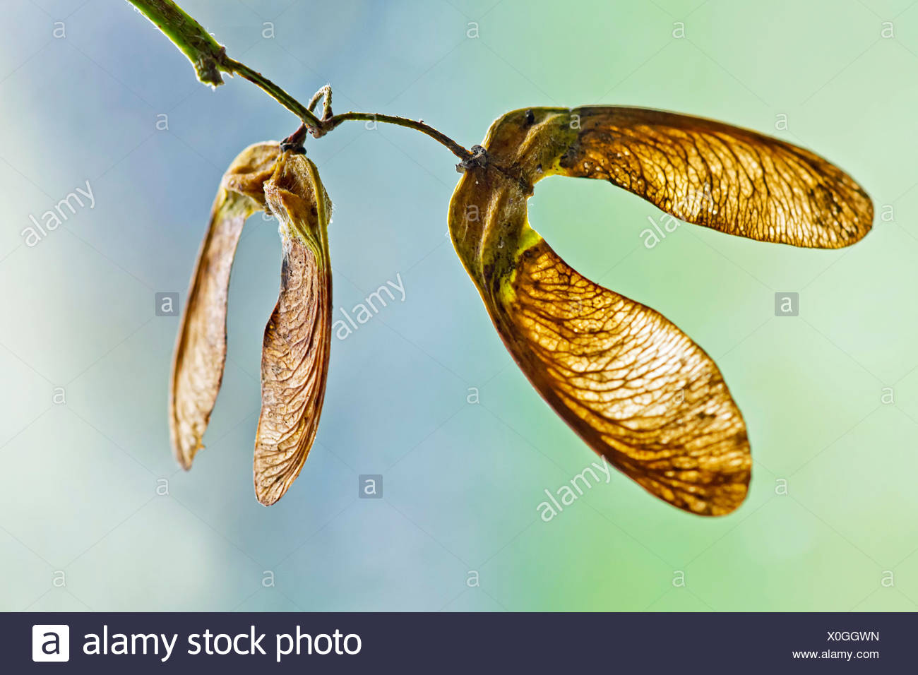 Sycamore Seeds Banque d'image et photos - Alamy