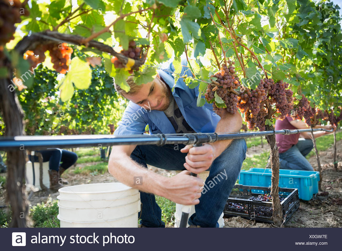 Irrigation Pipes Photos & Irrigation Pipes Images - Alamy