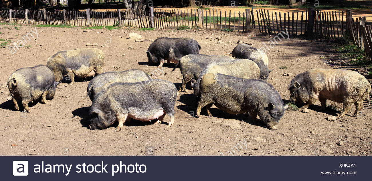 Cochons Porcherie Banque d'image et photos - Alamy