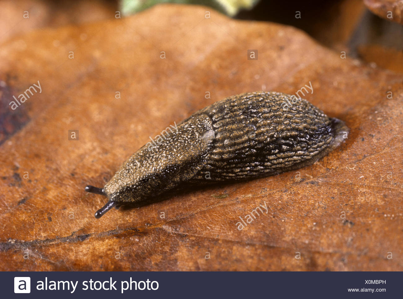 Limace Commune Banque d'image et photos - Alamy