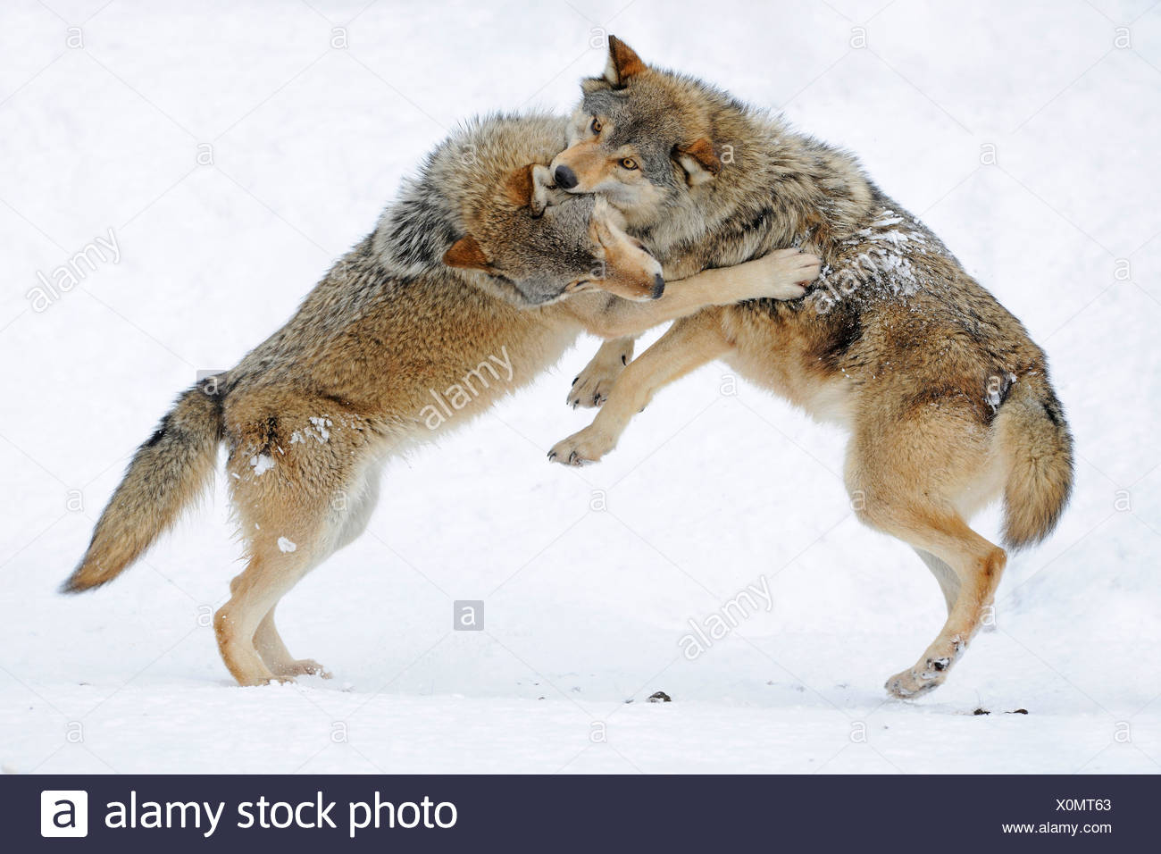 Loup Loups Banque d'image et photos - Alamy