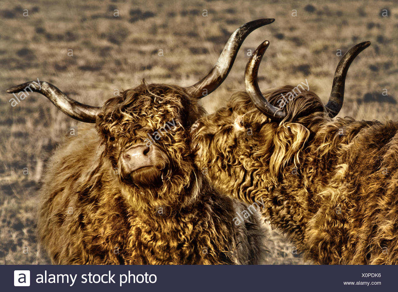 Vaches Velues Banque d'image et photos - Alamy