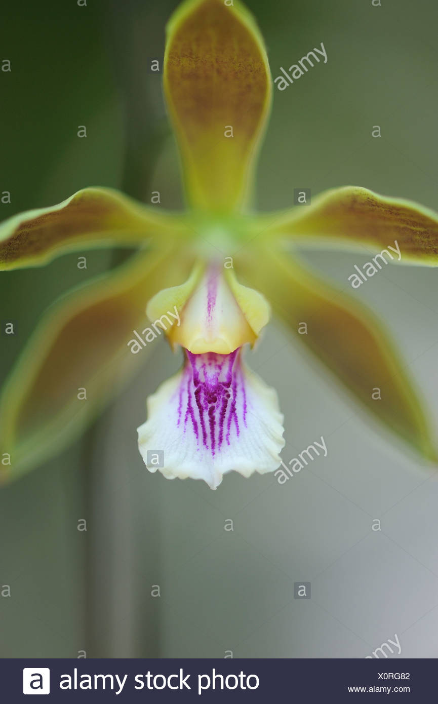 Amazon Rainforest Orchid Banque d'image et photos - Alamy