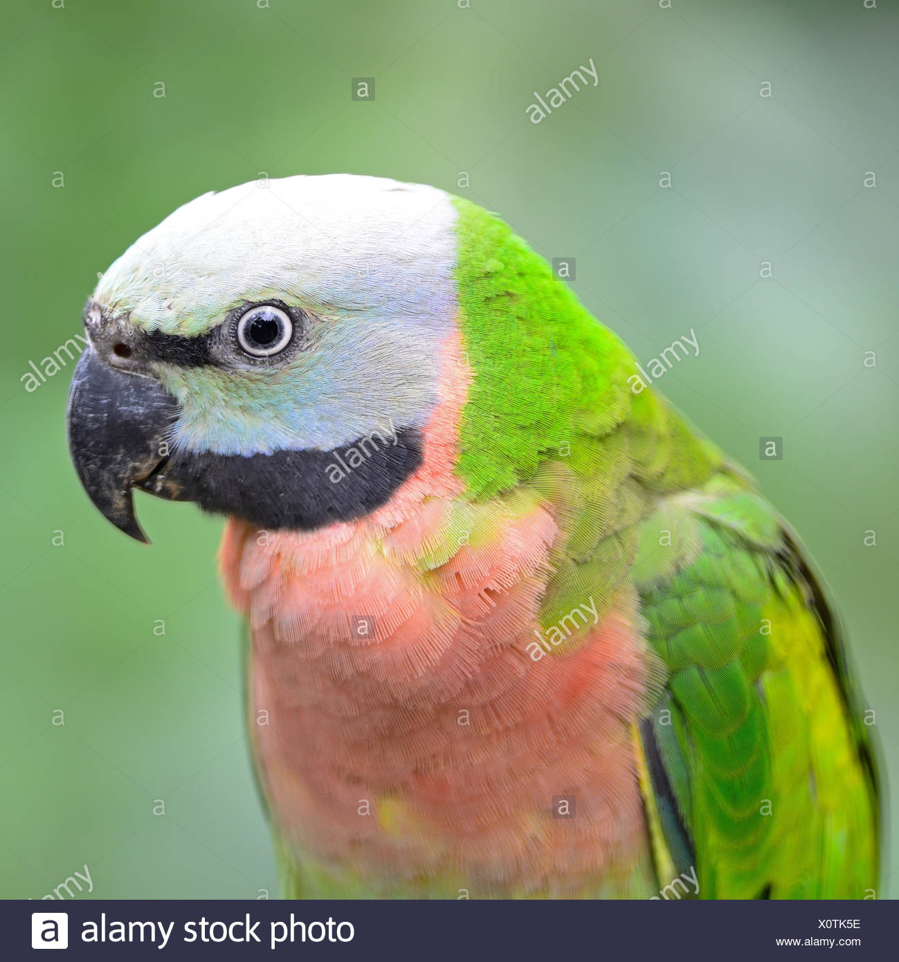 Perruche À Poitrine Rouge Photos & Perruche À Poitrine Rouge Images - Alamy