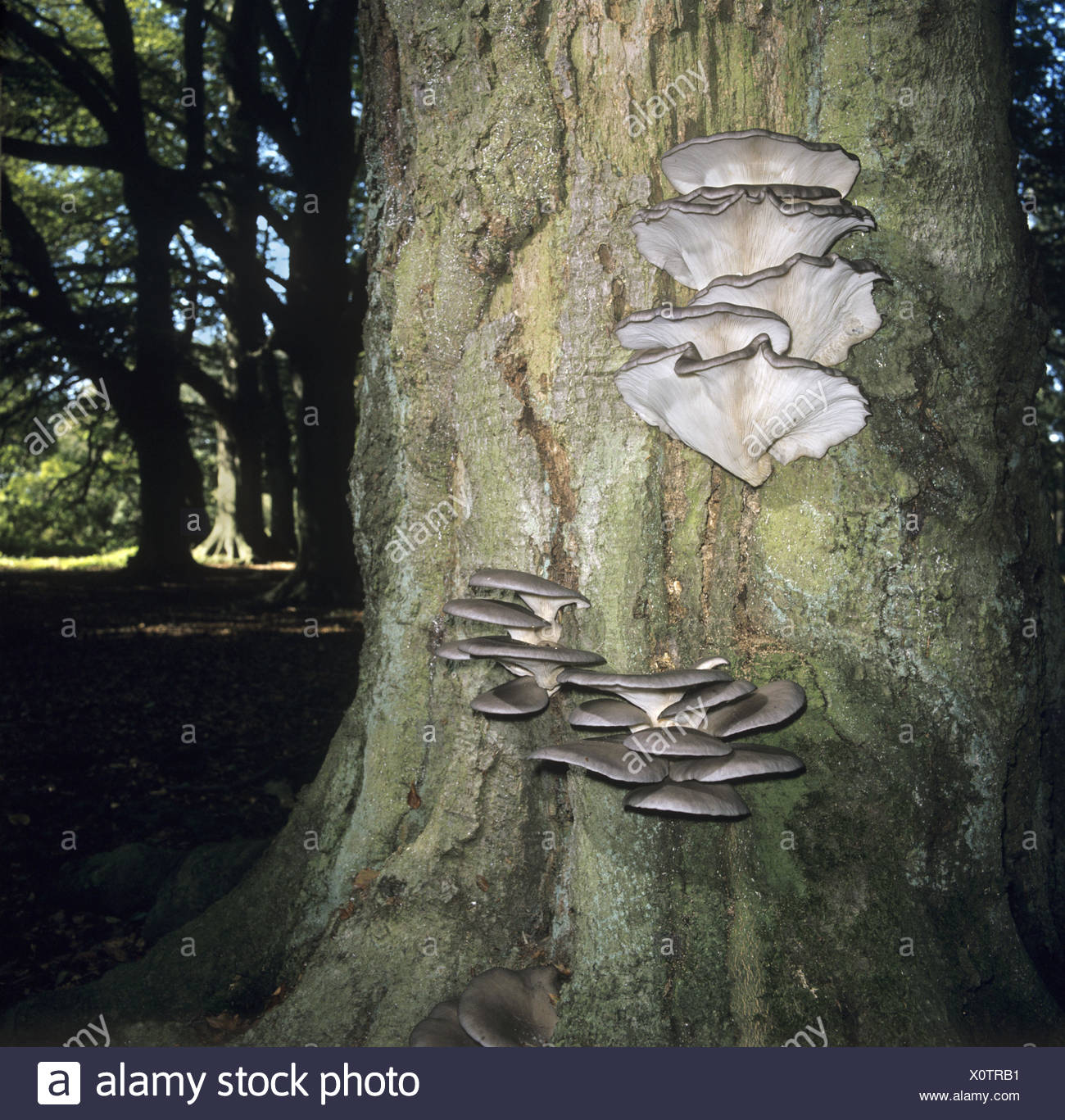 Pleurotes Pleurotus Ostreatus Banque d'image et photos - Alamy