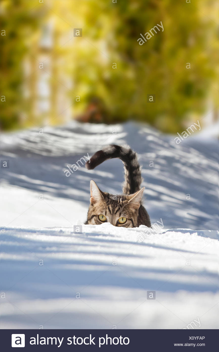 Chat Des Neiges Banque d'image et photos - Alamy