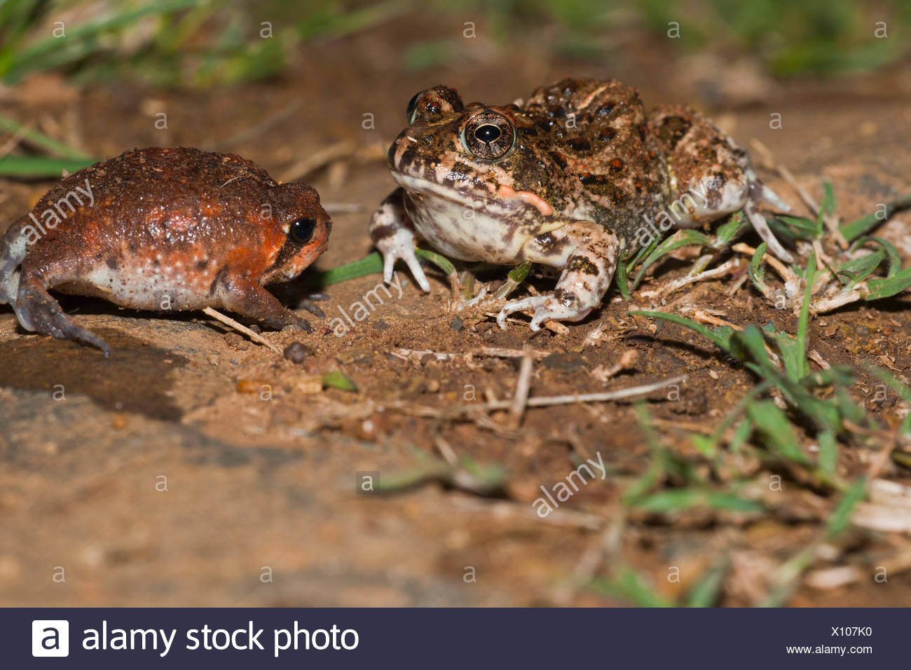 Grenouille De Pluie Bushveld Banque d'image et photos - Alamy
