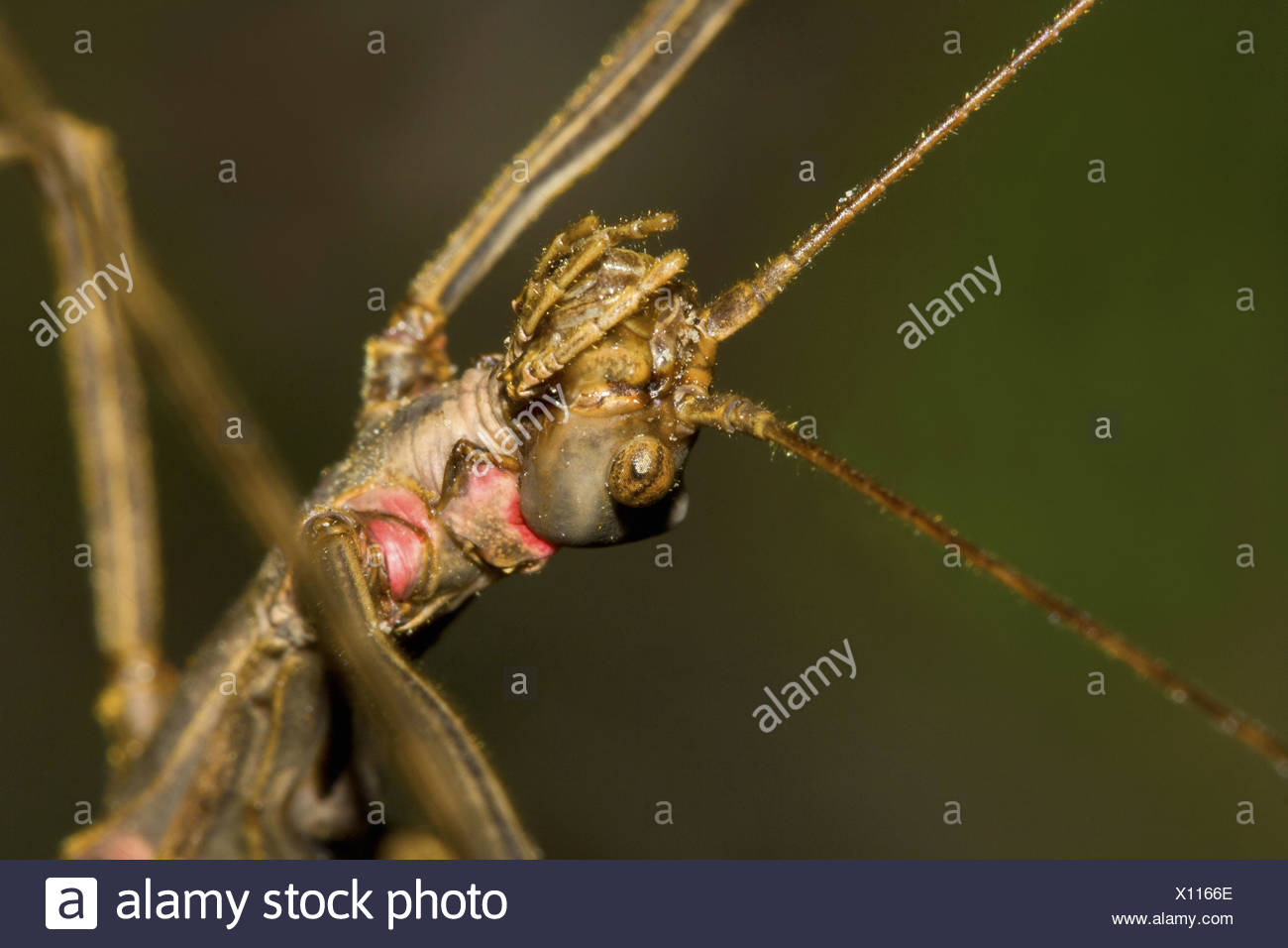Bug Camouflage Banque d'image et photos - Alamy