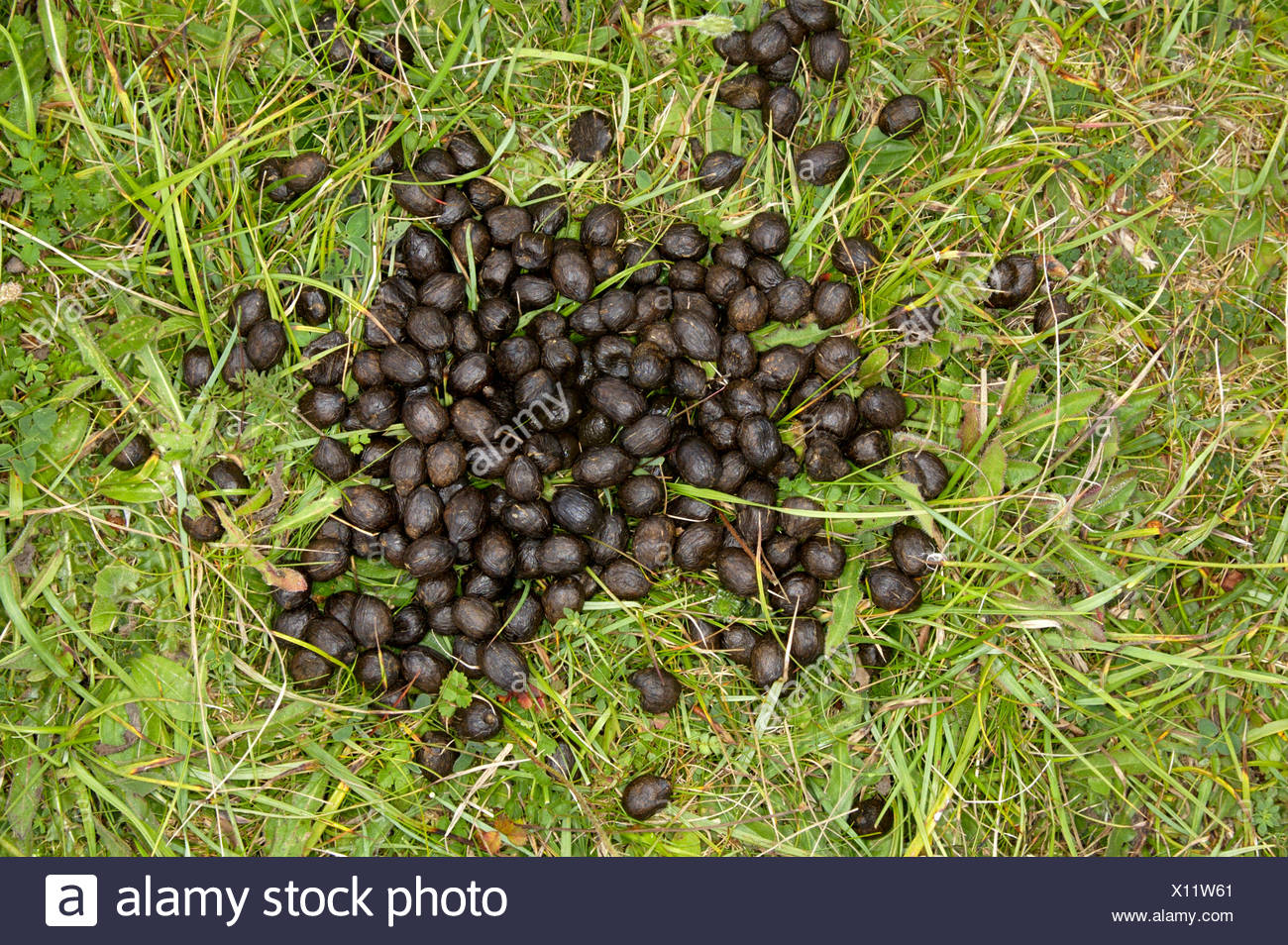 Crottes D'animaux Banque d'image et photos - Alamy