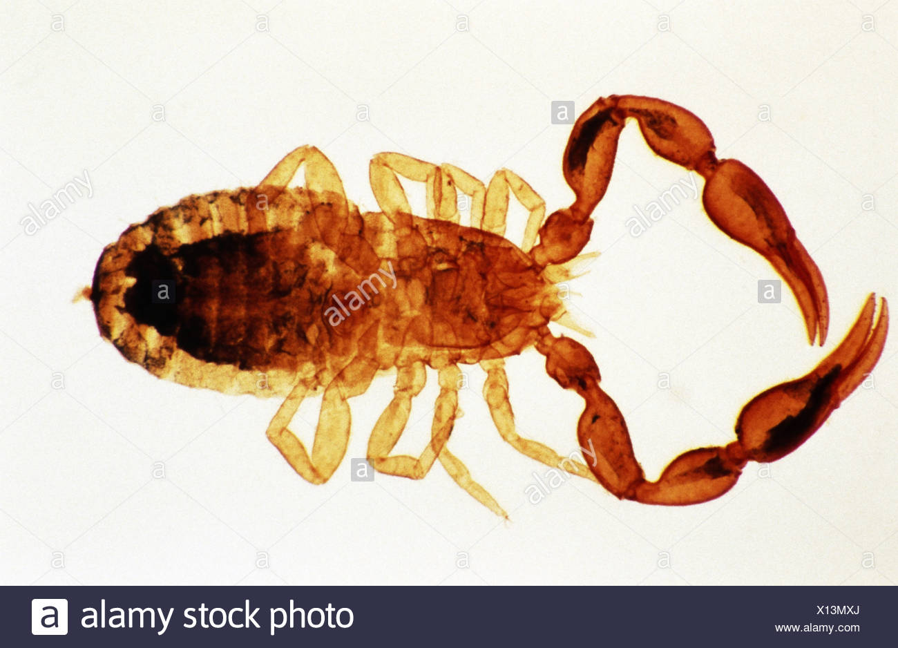 Pseudo Scorpion Banque d'image et photos - Alamy