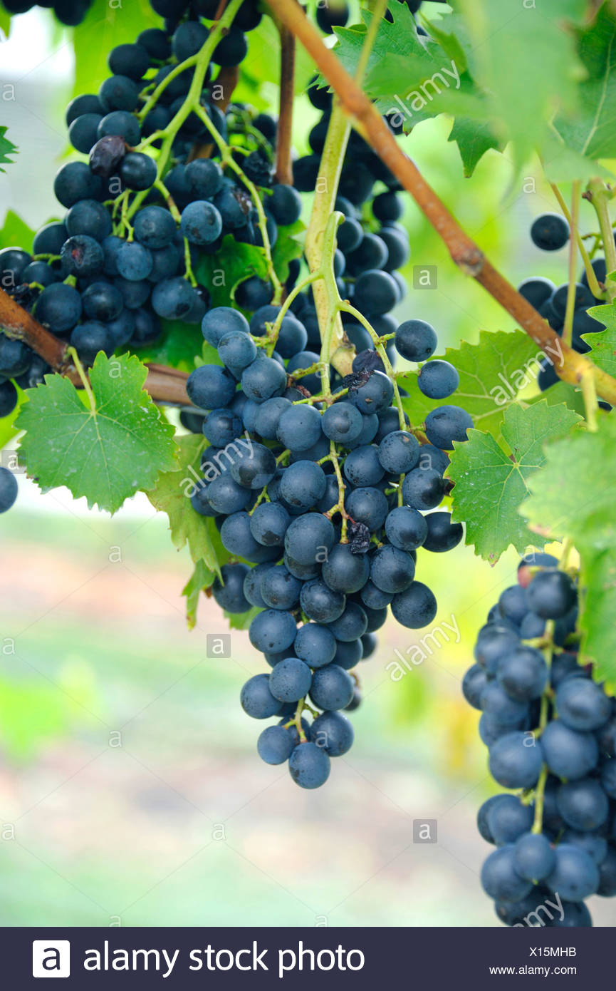 Muscat Bleu Banque d'image et photos - Alamy