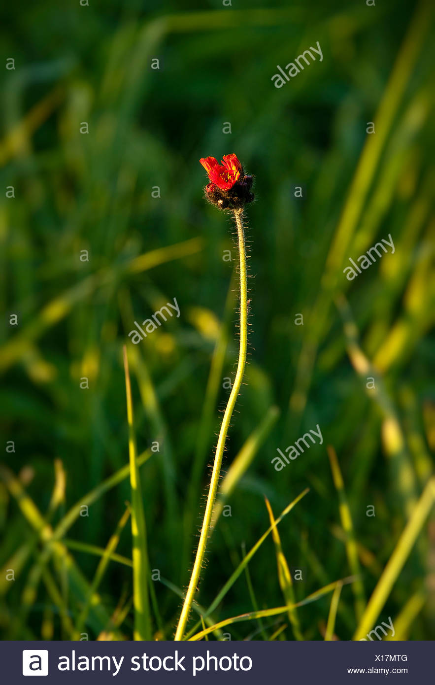 Coquelicots Coquelicot Banque d'image et photos - Alamy