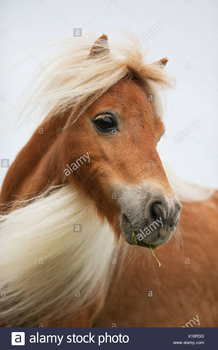 Cheval Falabella Banque d'image et photos - Alamy